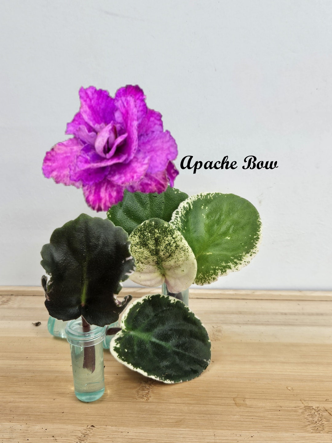 African Violet Variegated Cutting, Apache Bow Live Unrooted Cutting to ...