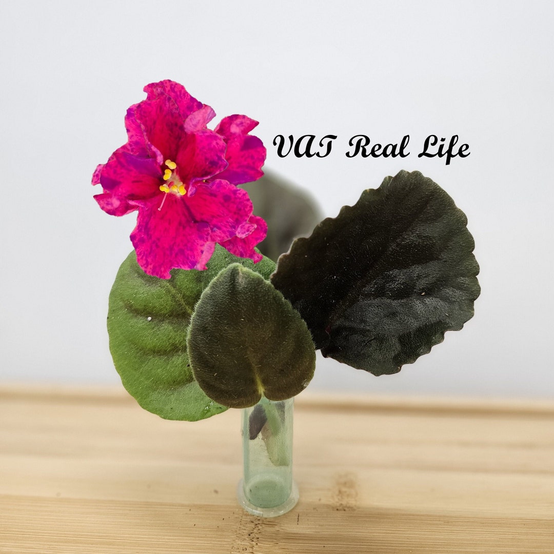 African Violet Cutting, VAT Real Life Live Unrooted Cutting to ...