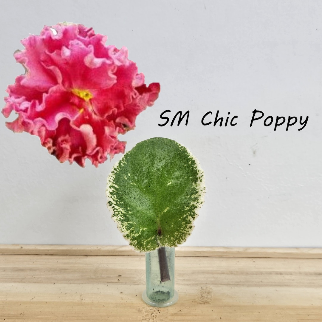 African Violet Variegated Cutting, SM Chic Poppy Live Unrooted Leaf to ...