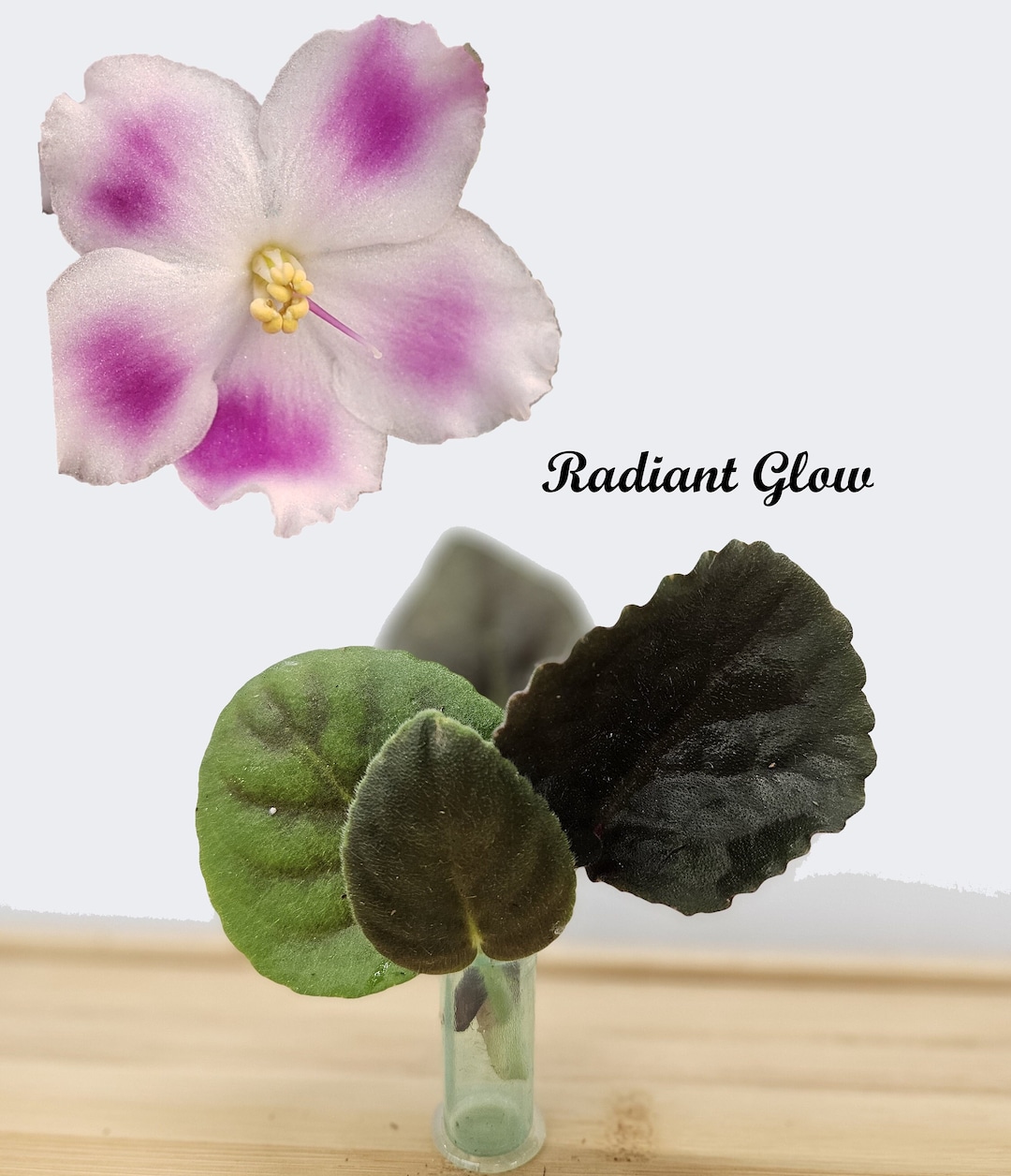 African Violet Cutting, Radiant Glow Live Unrooted Cutting, Cutting is ...