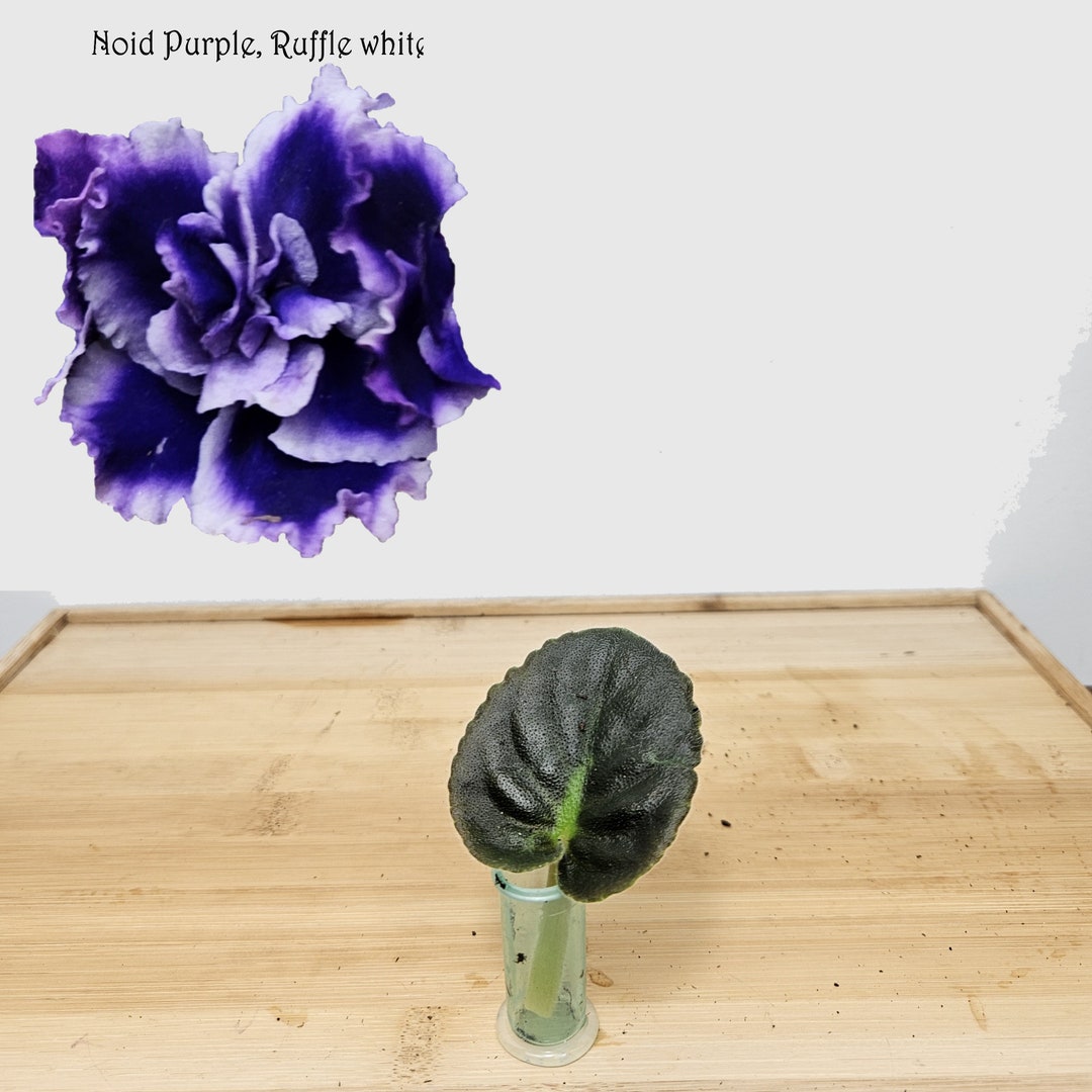 African Violet Cutting, Purple White Ruffle Noid, Cutting to Propagate ...