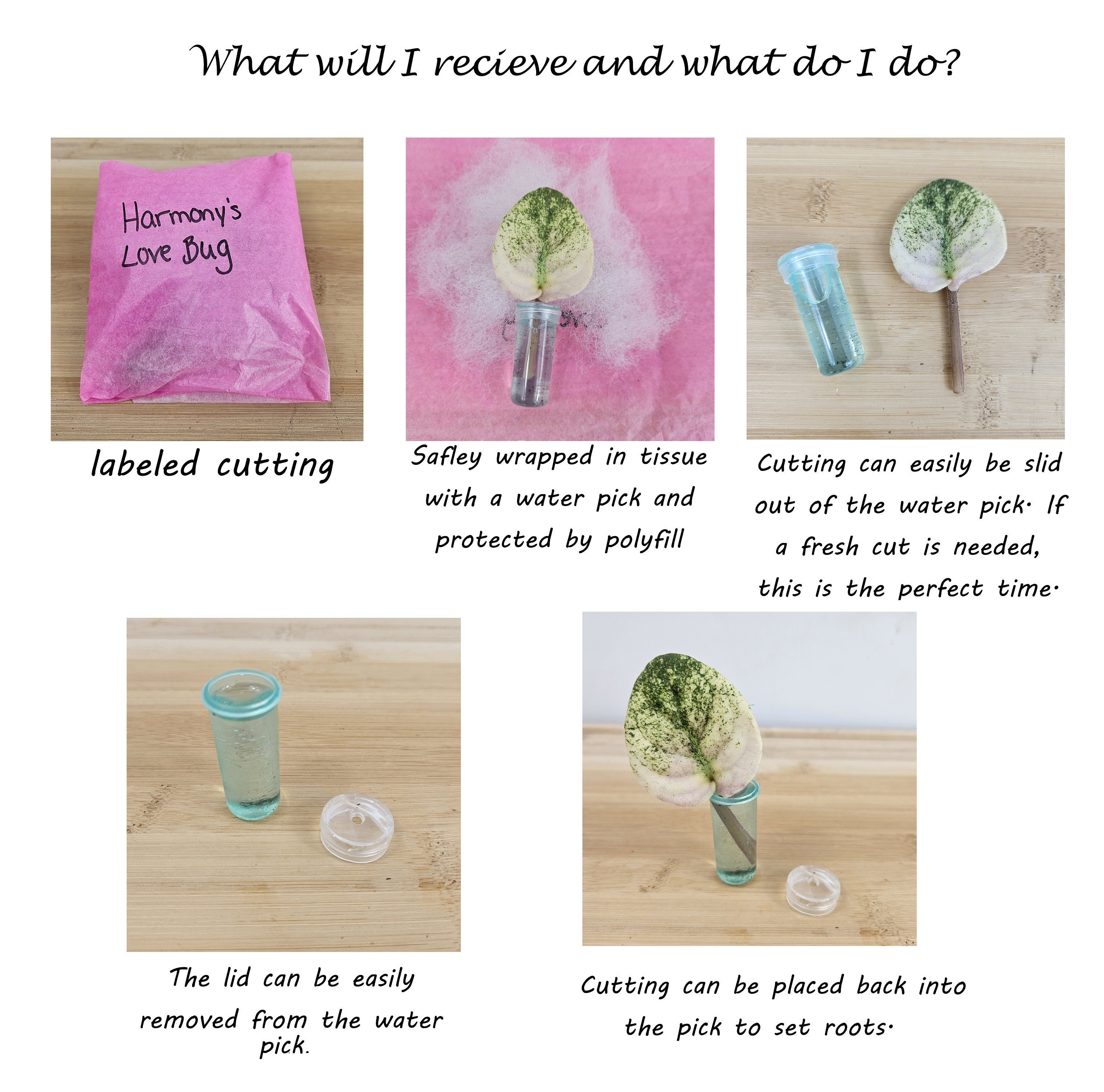 African Violet Variegated Cutting, AE Milky Way Live Unrooted Cutting ...