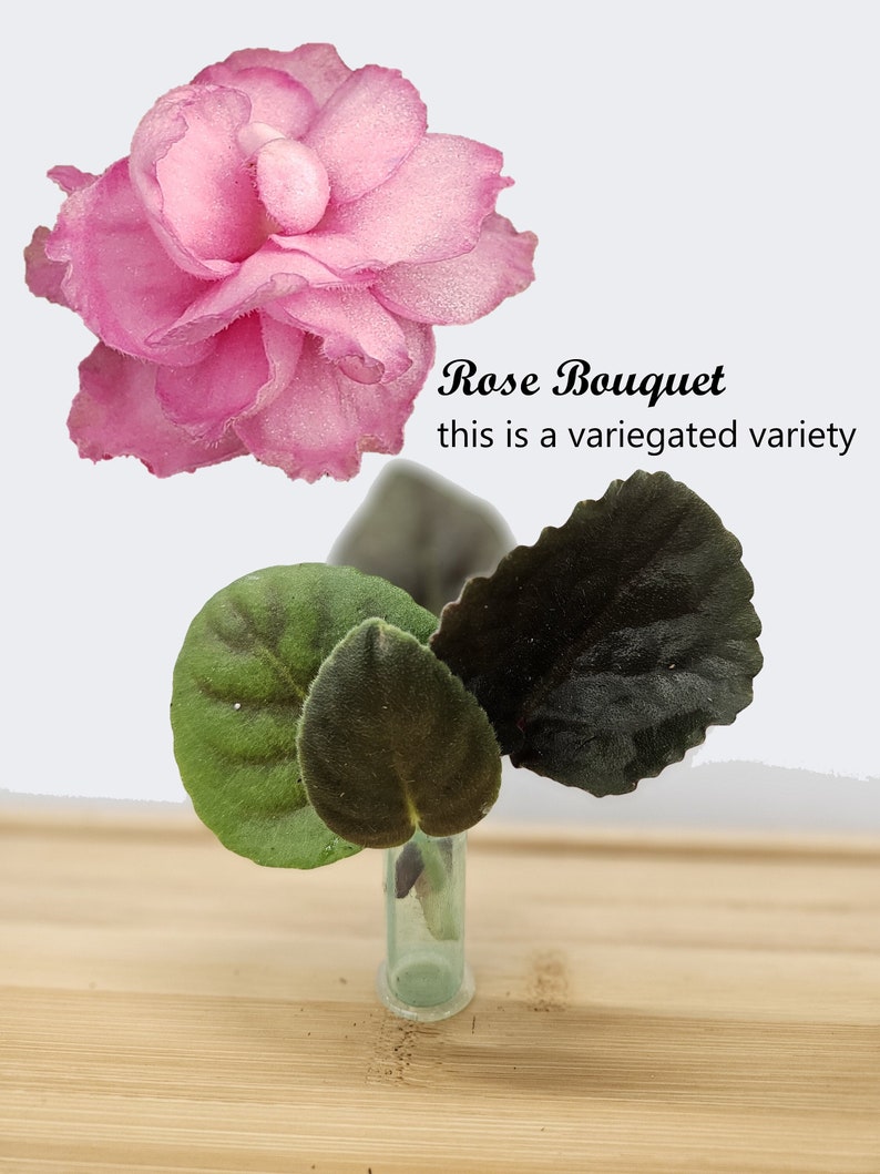 African Violet Variegated Cutting, Rose Bouquet Live Unrooted Cuttin to ...