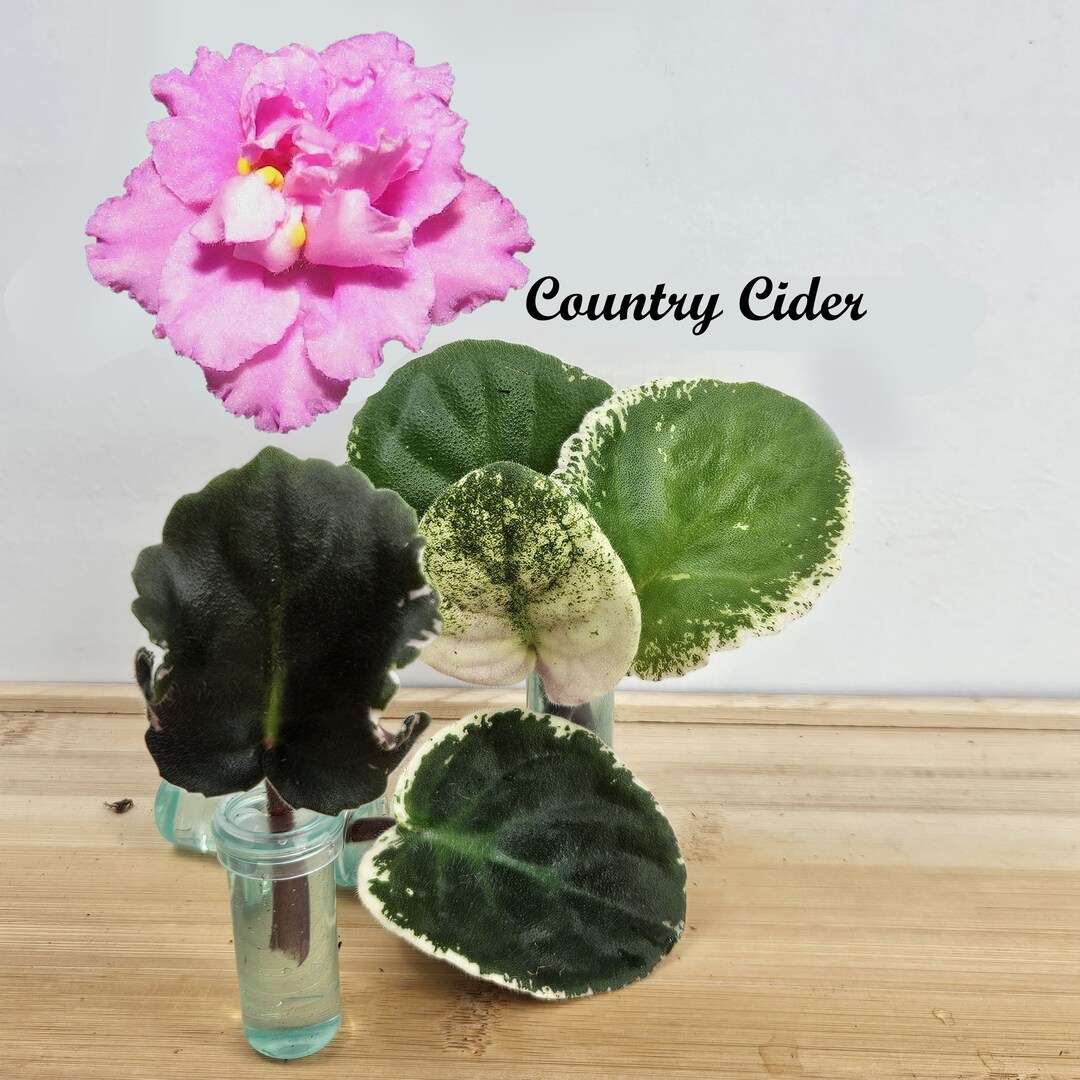 African Violet Cutting, Country Cider Live Variegated Unrooted Cutting ...