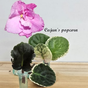 African Violet Cajun Popcorn - Etsy