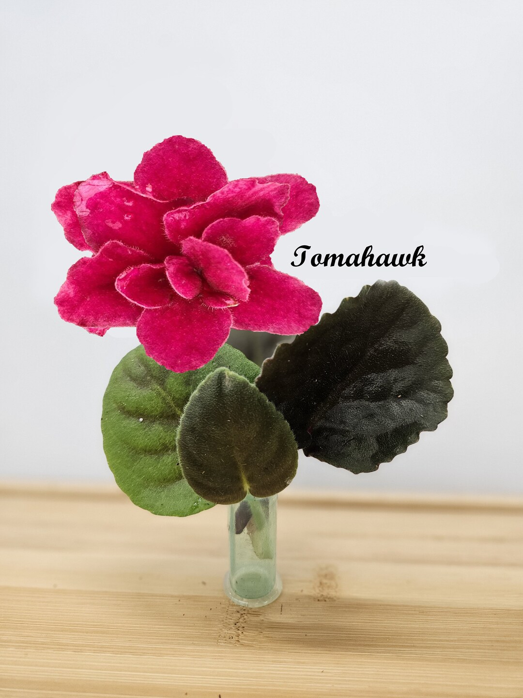 African Violet Cutting, Tomahawk Live Unrooted Cutting to Propagate ...