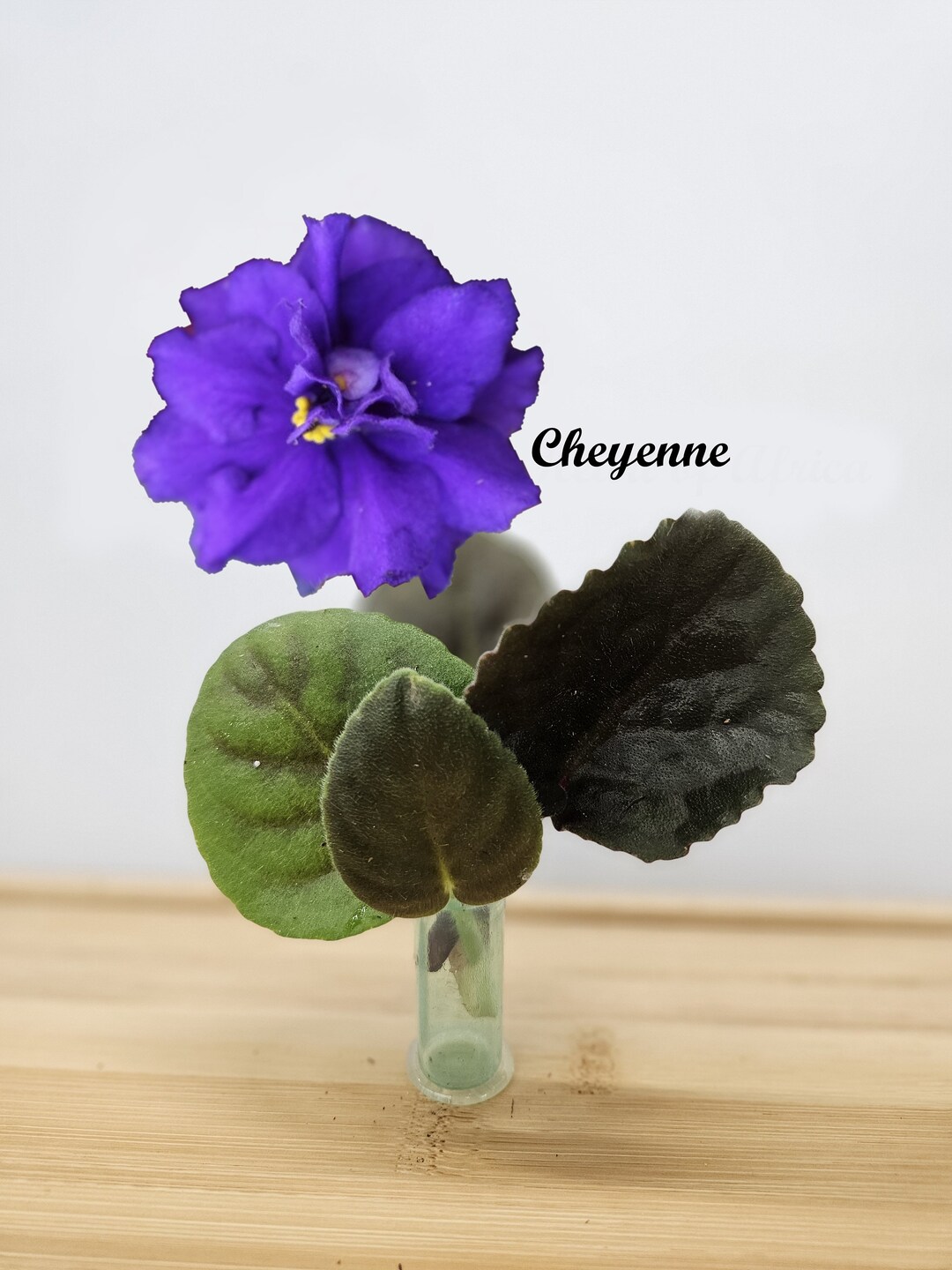 African Violet Variegated Cutting, Cheyenne Live Unrooted Cutting to ...