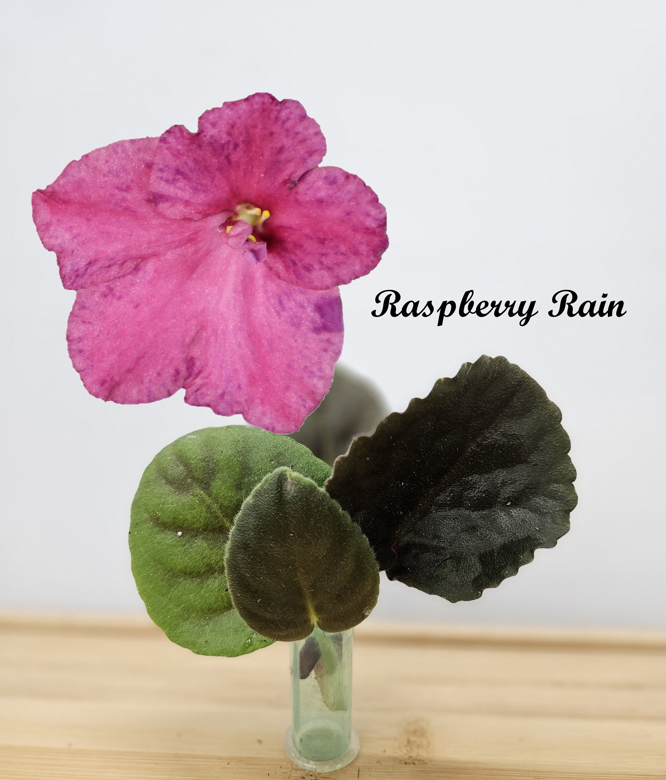 African Violet Cutting, Raspberry Rain Live Unrooted Cutting to ...