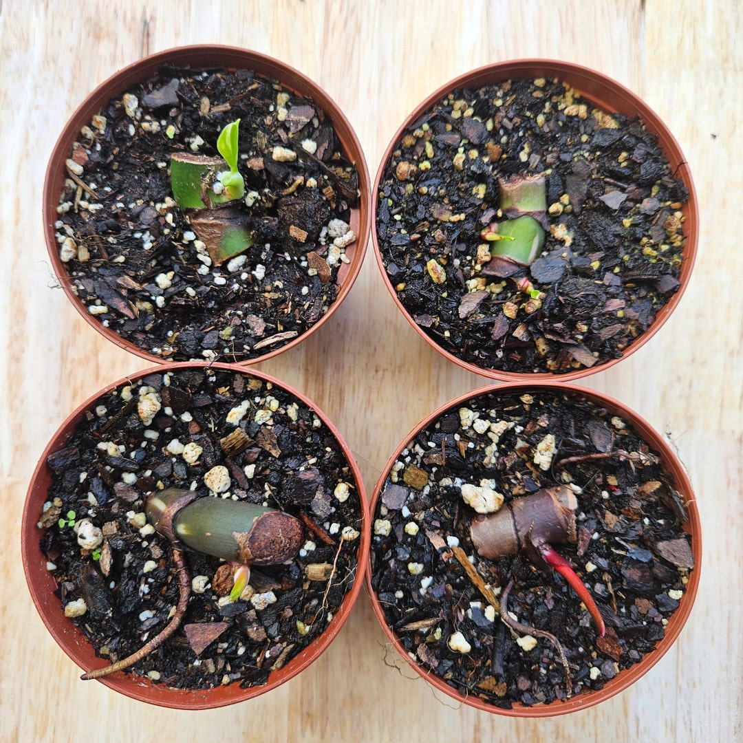 4 Philodendron Nodes, 1 Each White Princess, Pink Princess, White ...