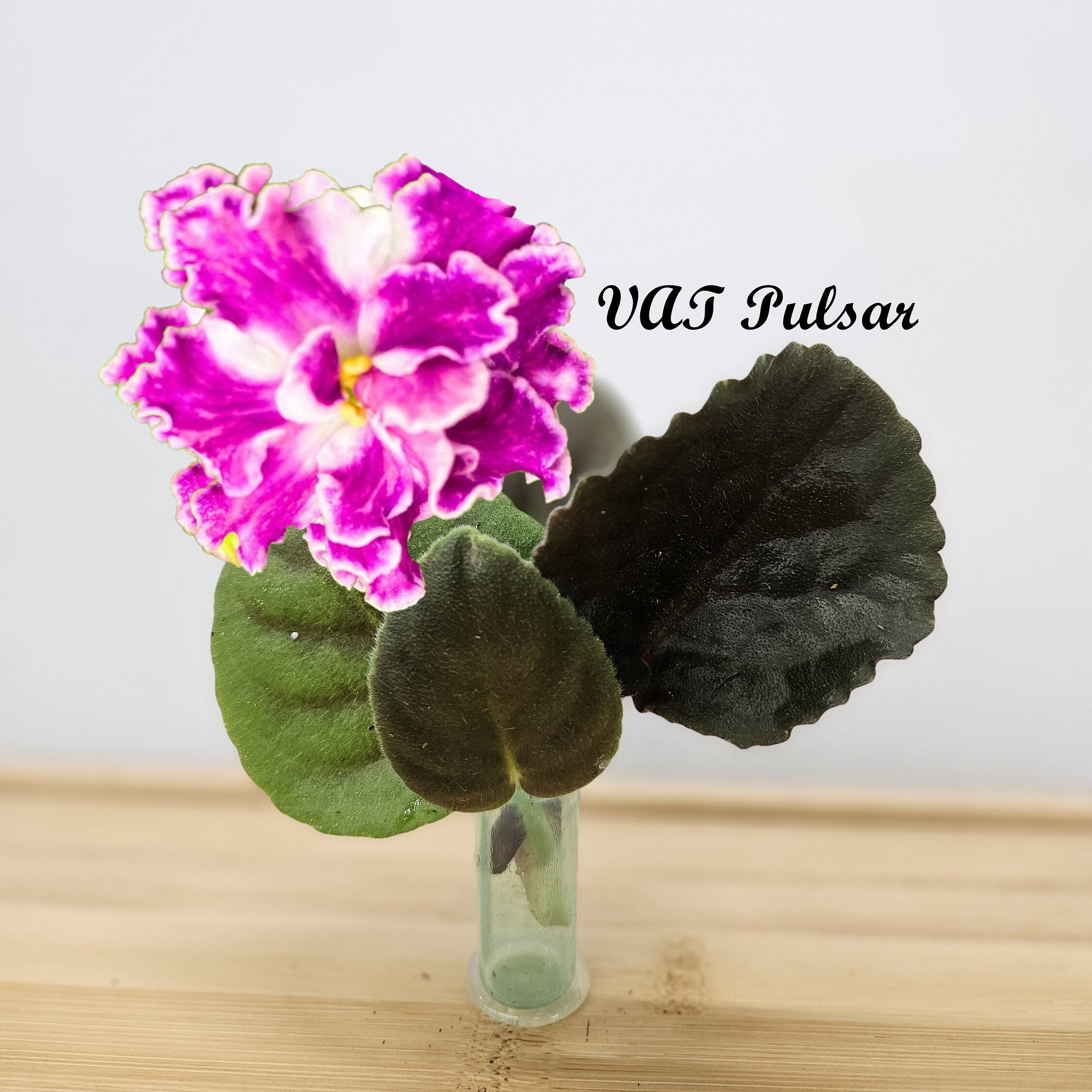 African Violet Cutting, VAT Pulsar Live Unrooted Cutting to Propagate ...