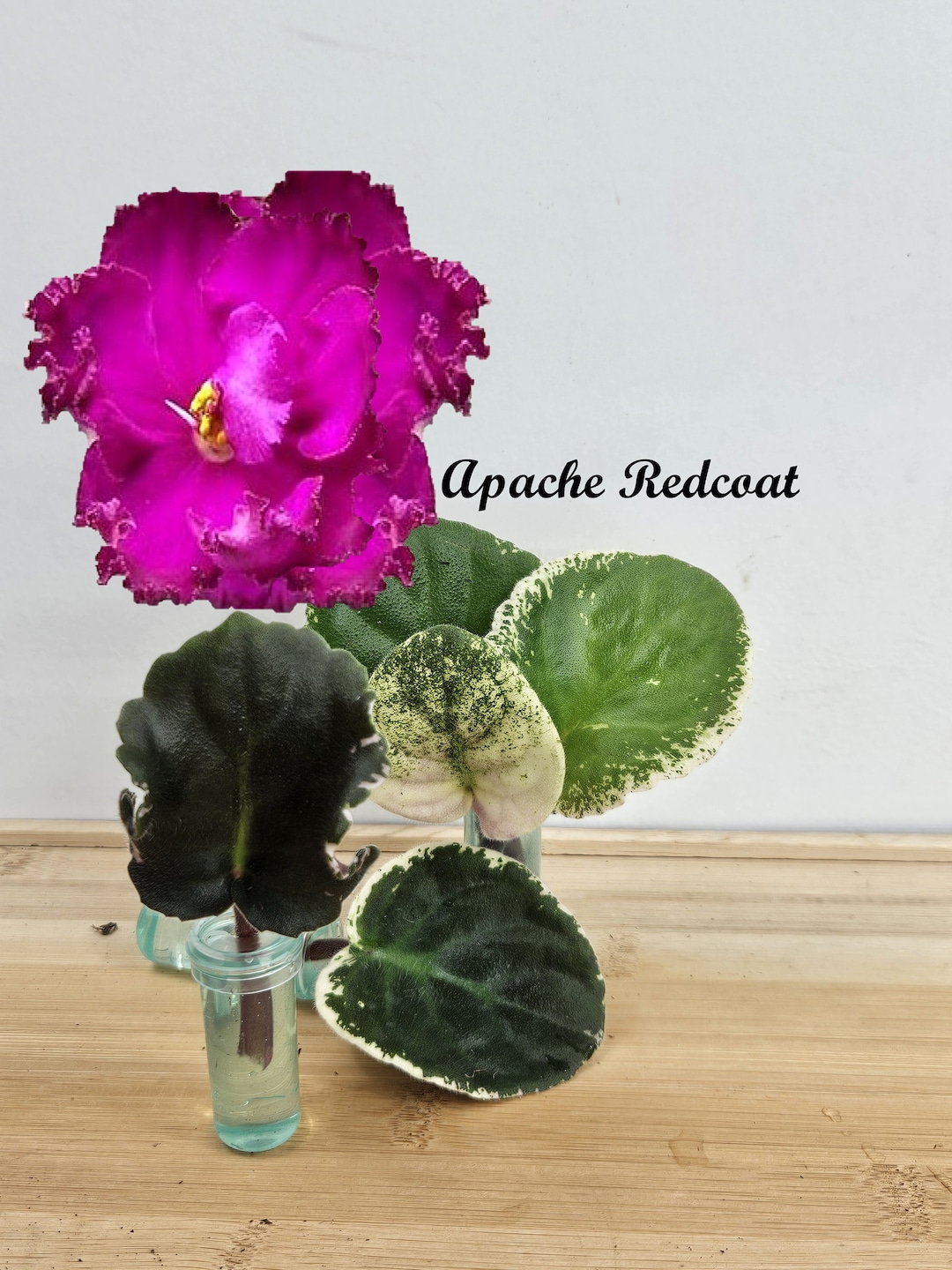 African Violet Variegated Cutting, Apache Redcoat Live Unrooted Cutting ...