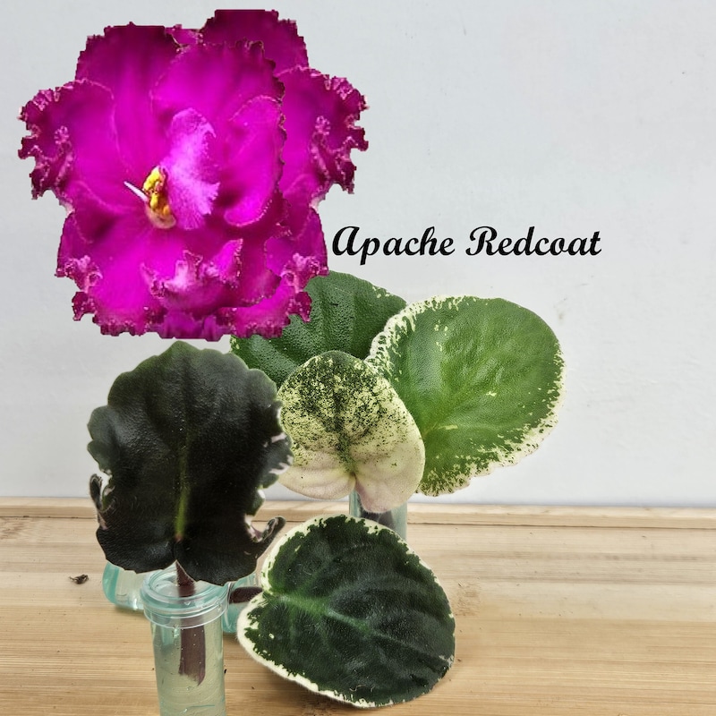 Violet Seeds - Etsy