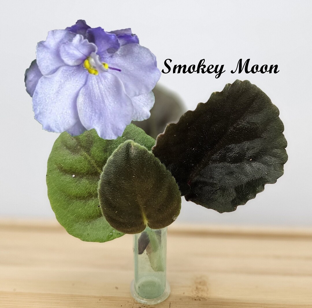 African Violet Cutting, Smokey Moon Live Unrooted Cutting to Propagate ...