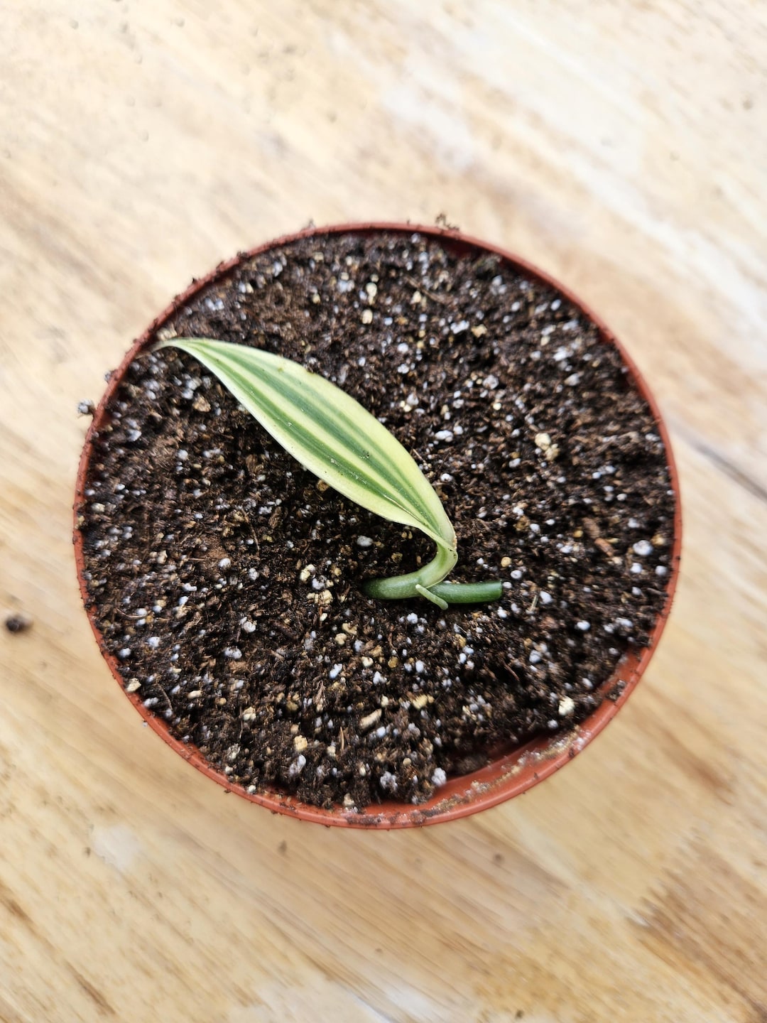 White Variegated Vanilla Bean Orchid Node, Live Unrooted Cutting to ...