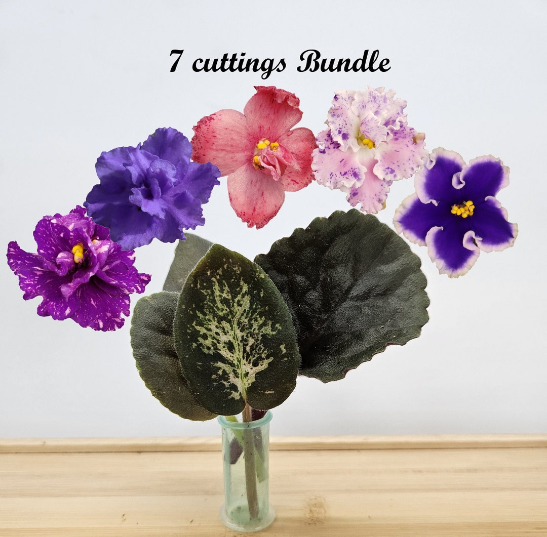 7 African Violet Cuttings, Your Choice of Live Unrooted Cuttings to ...