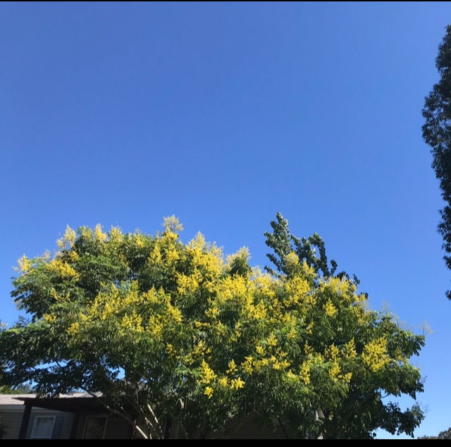 5, Bare Root, Golden Rain Tree Seedlings - Etsy