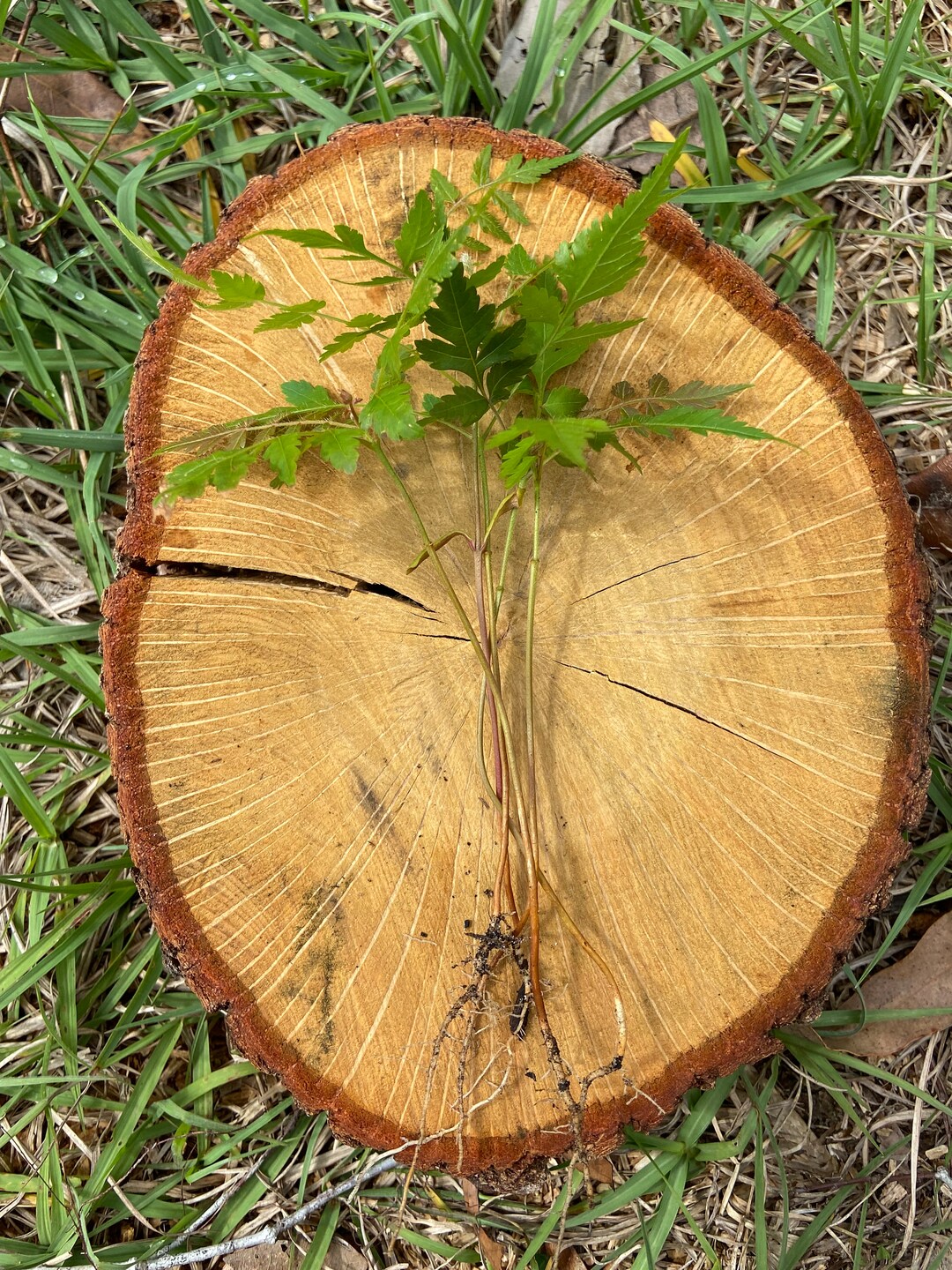 5, Bare Root, Golden Rain Tree Seedlings - Etsy
