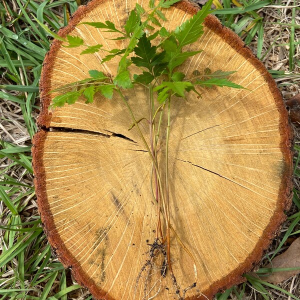 Tree Seedling - Etsy