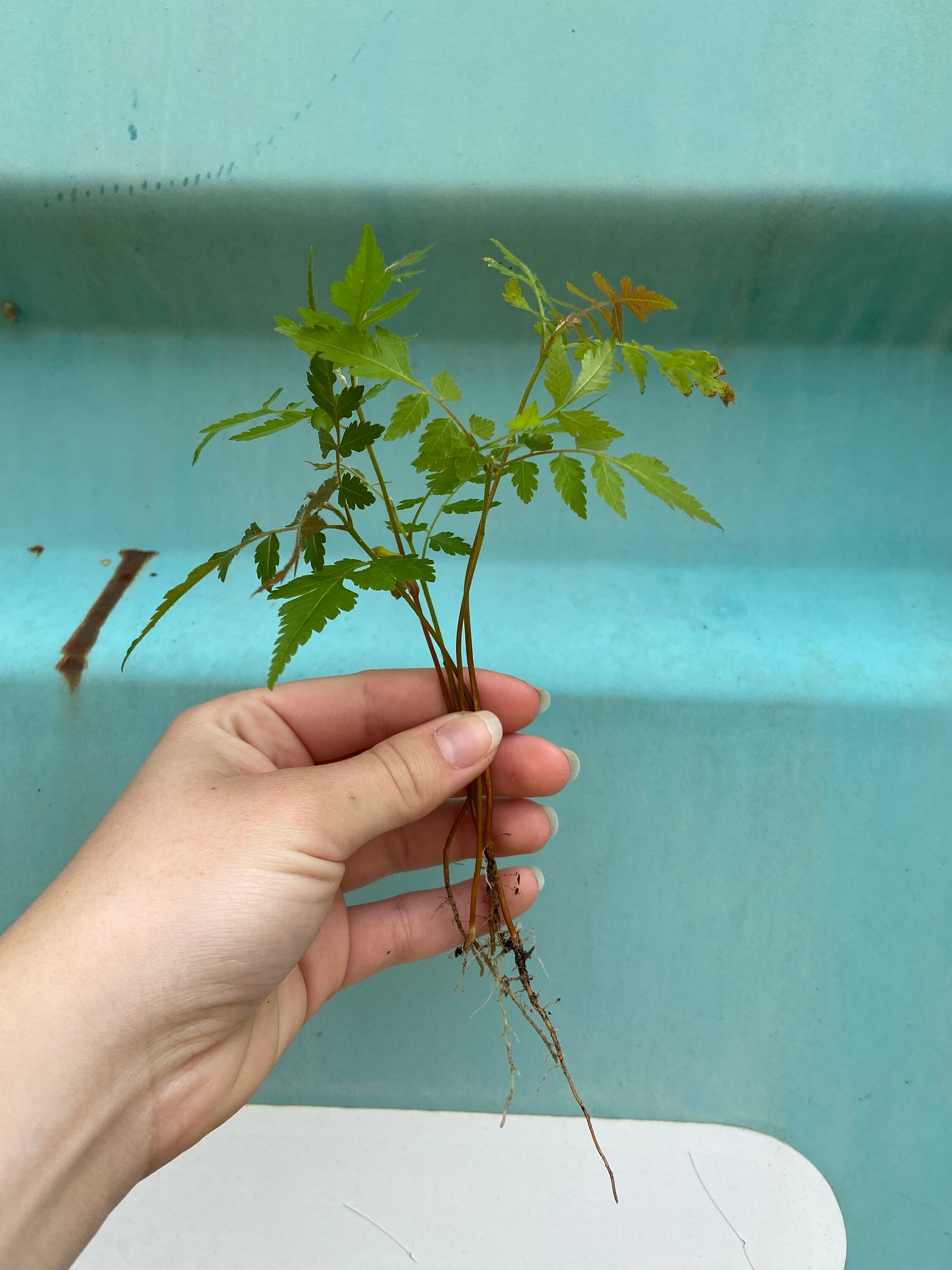 5, Bare Root, Golden Rain Tree Seedlings - Etsy
