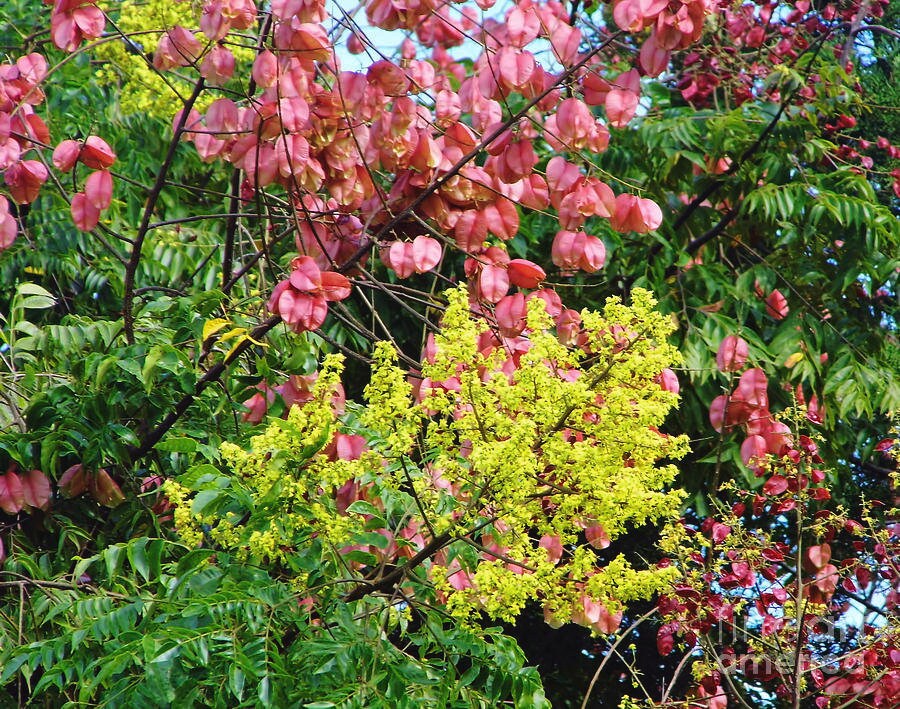 5, Bare Root, Golden Rain Tree Seedlings - Etsy