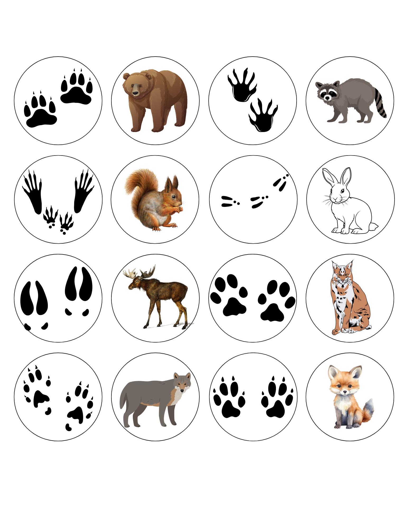 Animal Tracks Sensory Matching Activity - DIGITAL DOWNLOAD - Etsy