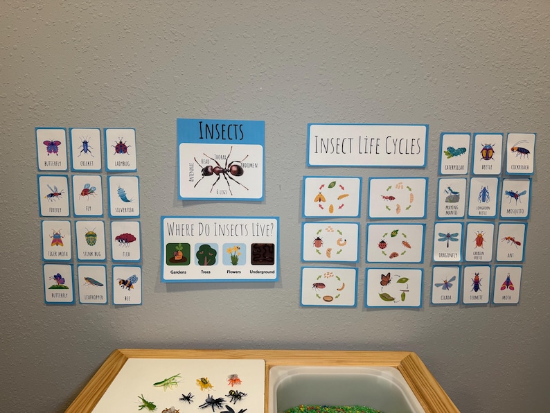 Insect Week Posters and Vocabulary Cards | Preschool & Kindergarten ...