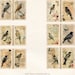 Vintage Antique Birds Junk Journal Pages, Digital Scrapbook Paper, Bird ...