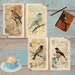 Vintage Antique Birds Junk Journal Pages, Digital Scrapbook Paper, Bird ...