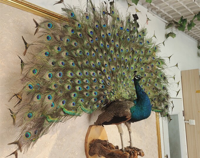 India Blue PEACOCK Taxidermy Mount Museum Quality - Etsy