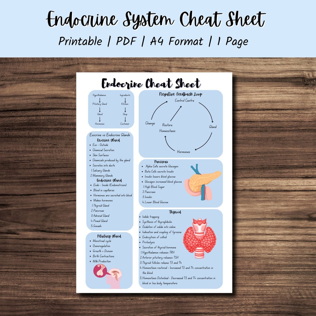 Endocrine System Study Cheat Sheet | PDF | Printable | Study Sheet ...