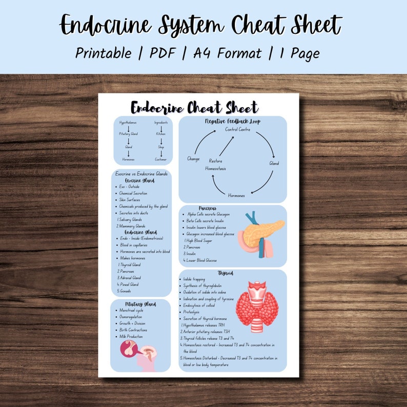 Endocrine System Study Cheat Sheet | PDF | Printable | Study Sheet ...