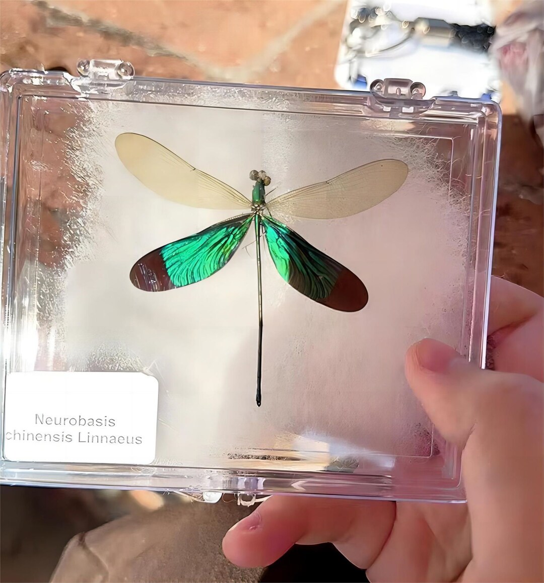 Real Dragonfly Specimen Ornaments Spread Wings Dragonfly Insect Specimens Available for Learning ...