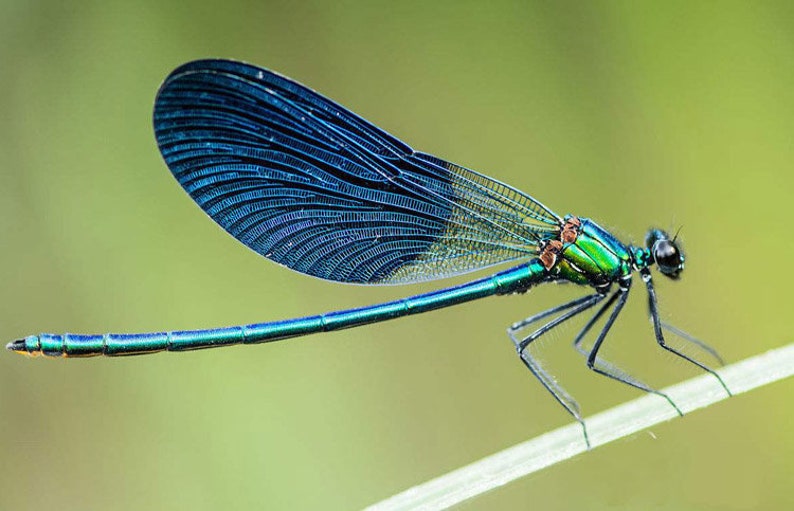 Real Dragonfly Specimen Ornaments Spread Wings Dragonfly Insect Specimens Available for Learning ...