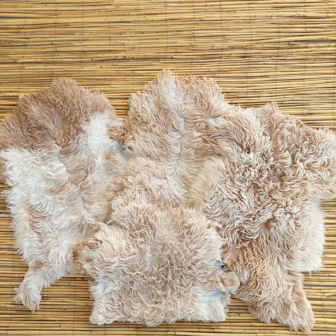 Genuine Mongolian Sheepskin Rug, Natural Curly Shearling Throw, Long ...