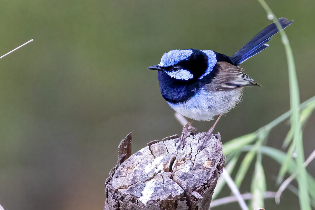 Superb Fairy Wren: Enchanting Elegance - Etsy