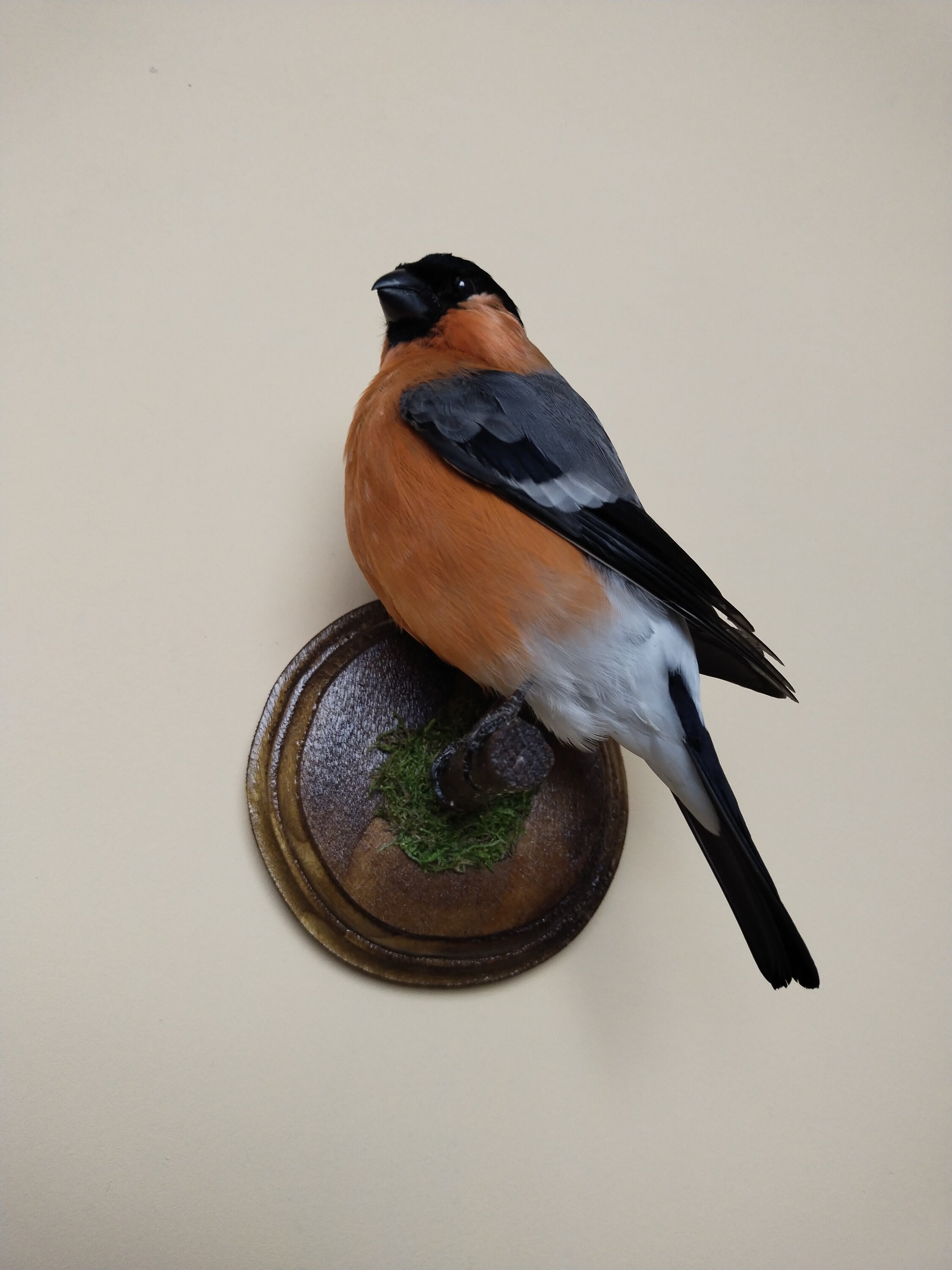 Taxidermy Gift Bird Snigir. - Etsy UK