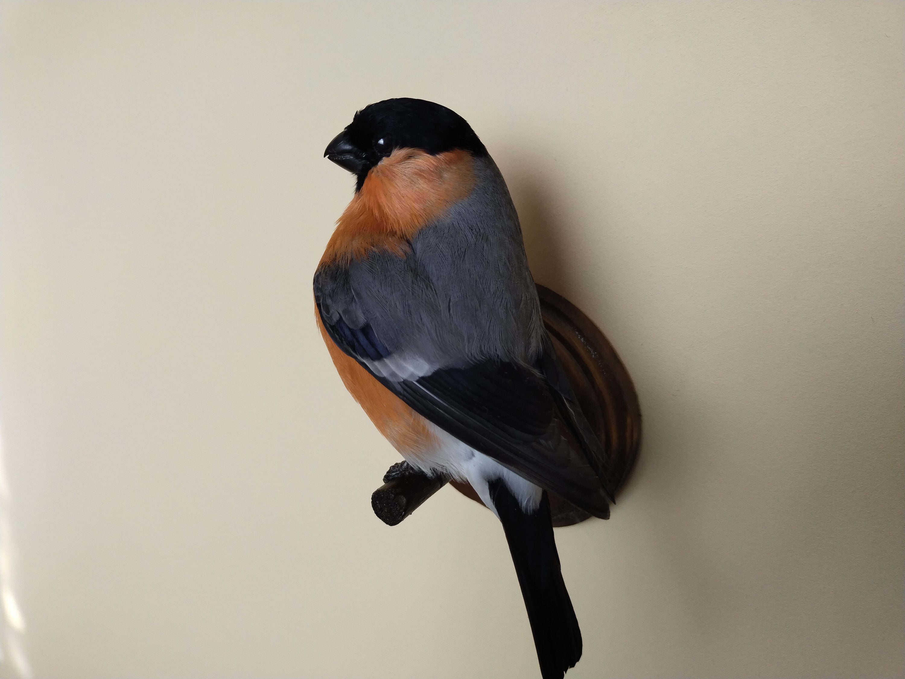 Taxidermy Gift Bird Snigir. - Etsy UK