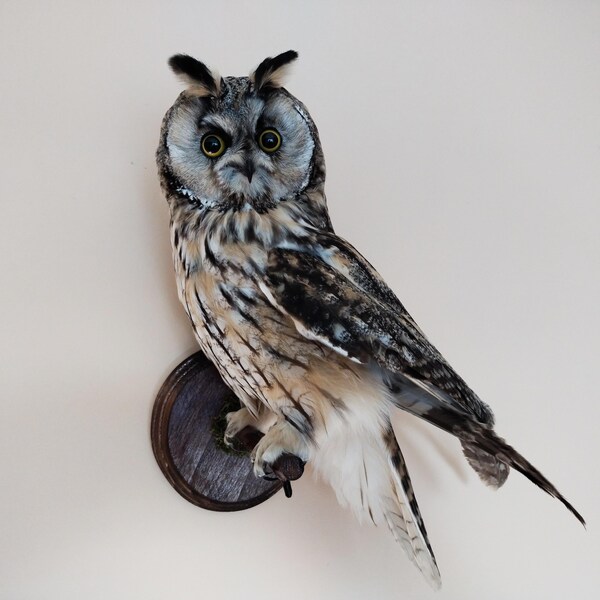 Taxidermy Owl - Etsy