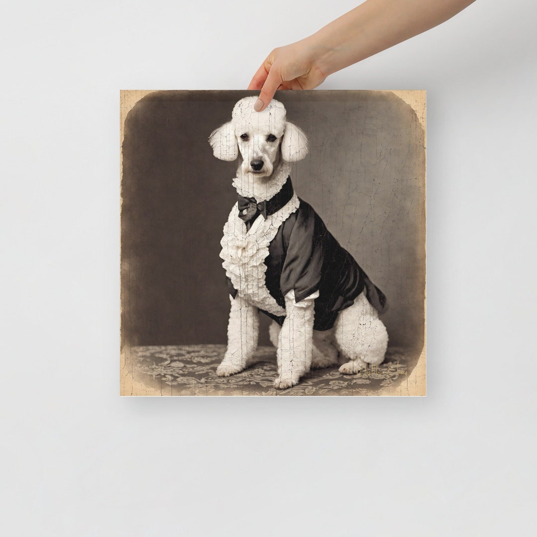 Victorian White Poodle Poster: Vintage Dog Wall Art - Etsy
