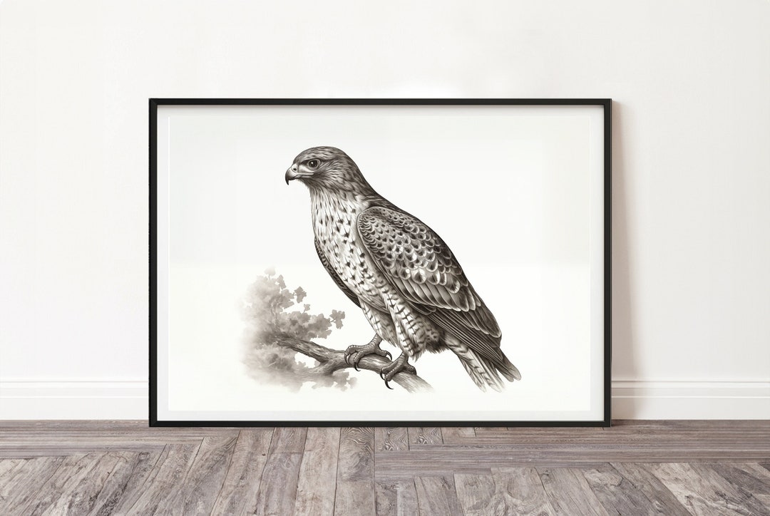 Red-tailed Hawk Print, Vintage Hawk Wall Art, Bird Print, Black and ...