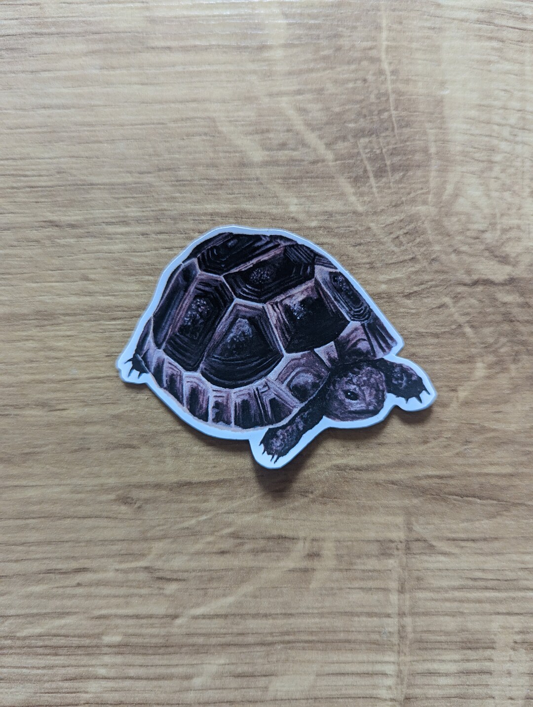 Hermann's Tortoise Name Tag Sticker Vinyl Animal Sticker Hand Painted ...