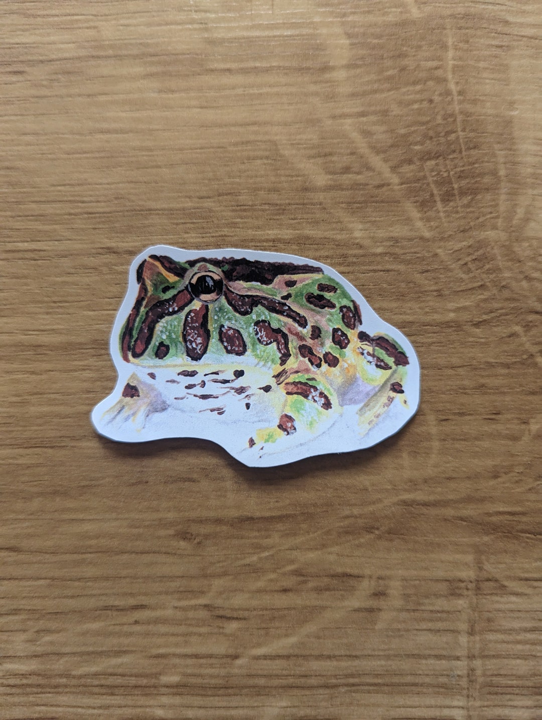 Pacman Frog (ceratophrys) South American Horned Frog, Name Tag Sticker ...