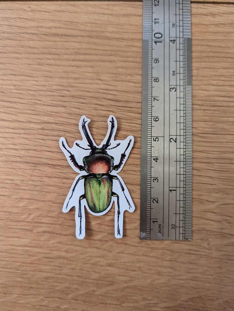 Rainbow Stag Beetle Custom Sticker Phalacrognathus Mueller Animal ...