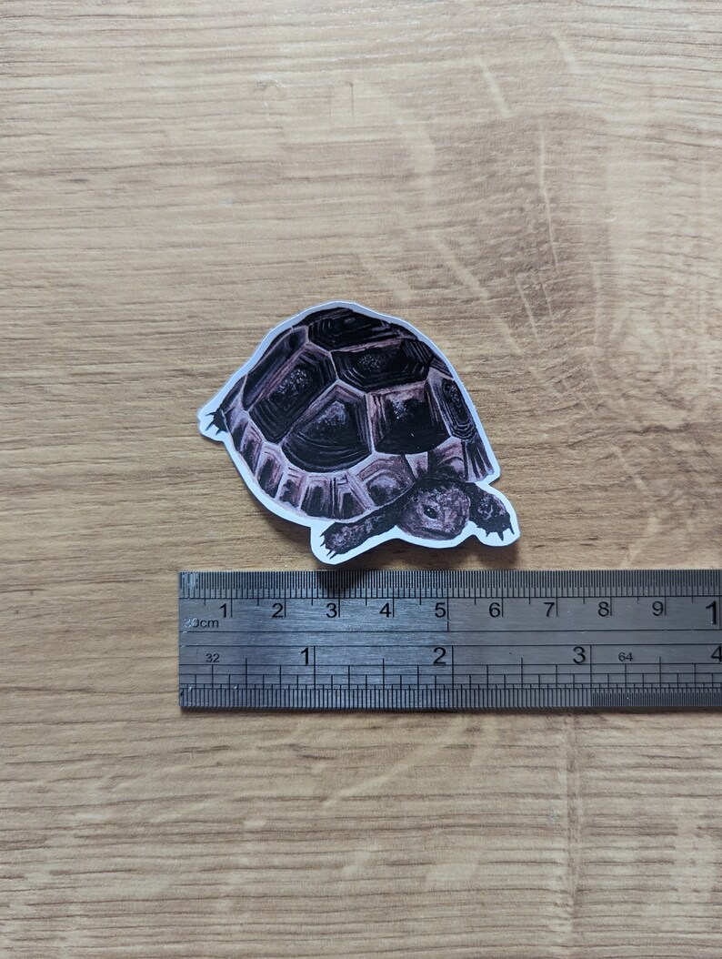Hermann's Tortoise Name Tag Sticker Vinyl Animal Sticker Hand Painted ...