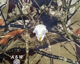 Real Arctic Fox Skull vulpes Lagopus, Professionally Cleaned, Degreased ...