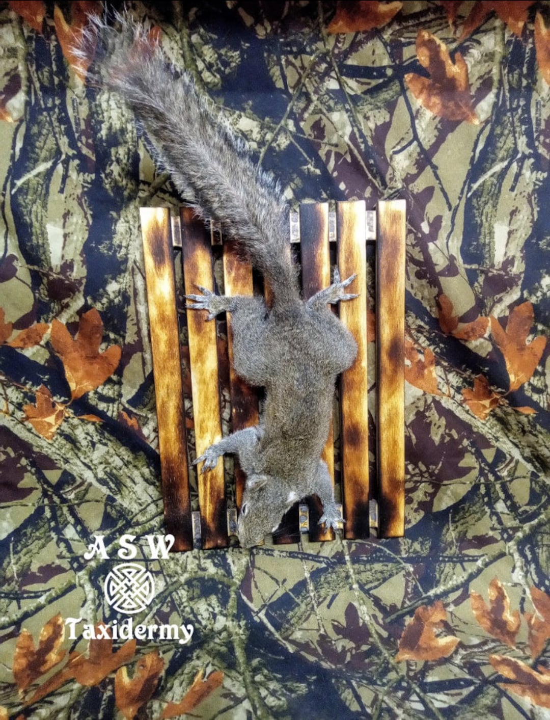 Eastern Grey Squirrel Taxidermy Mount - Etsy