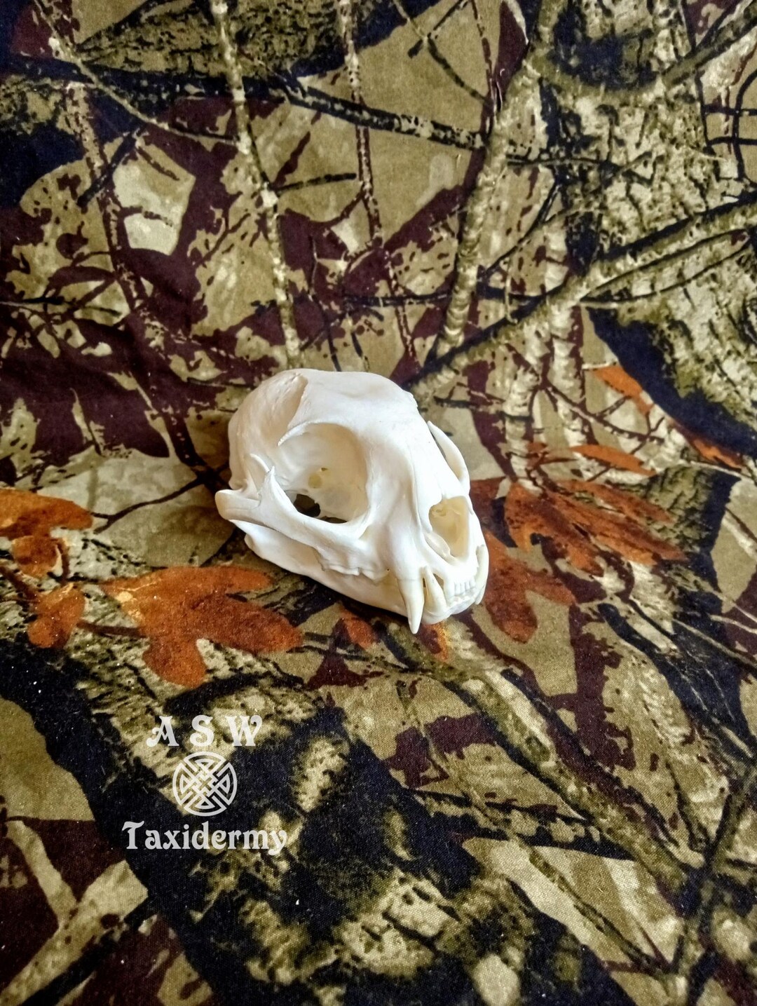 Bobcat Skull - Etsy