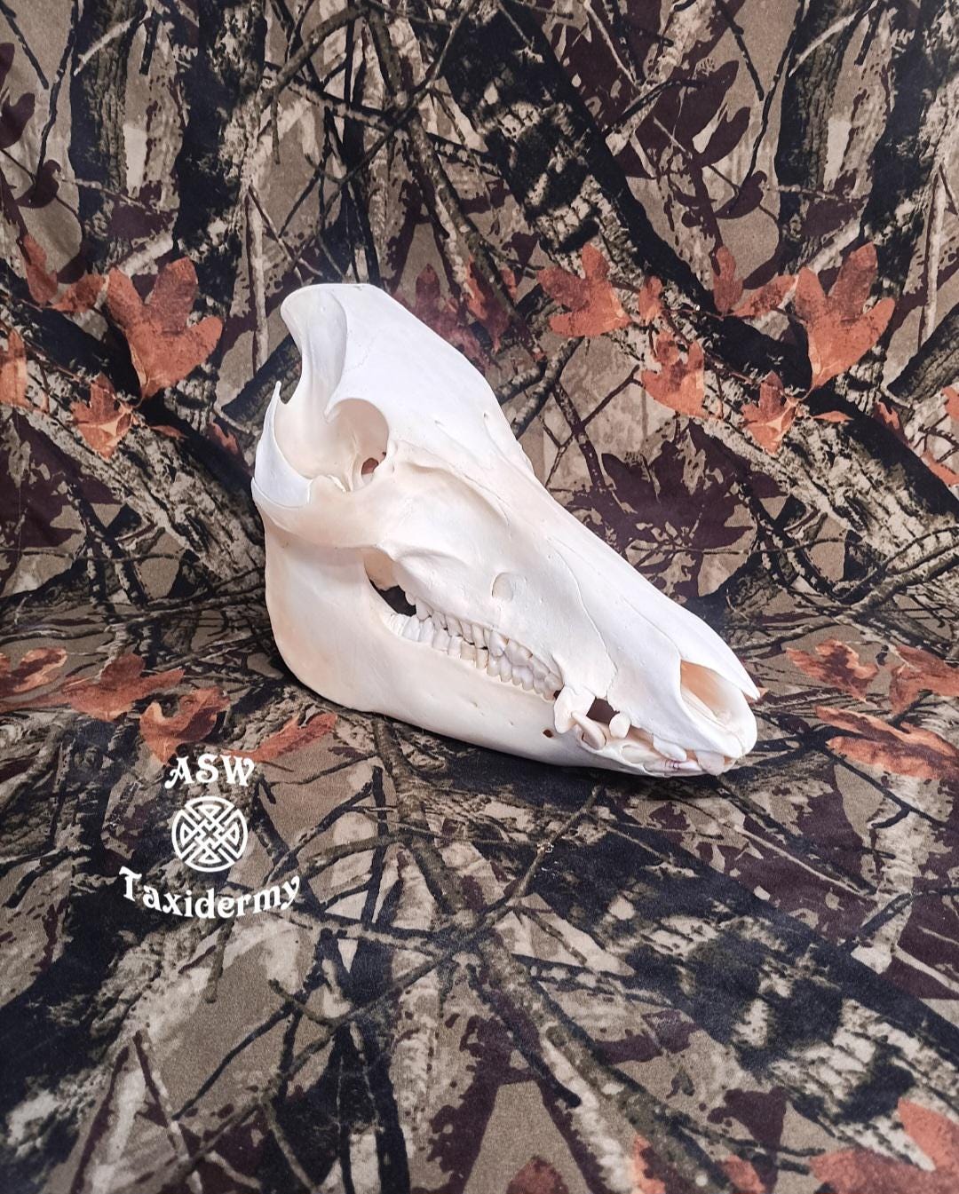 Professionally Cleaned Medium Wild Hog Skull - Etsy