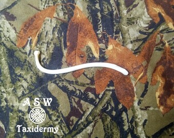 Large Raccoon Penis Bone, Arkansas Toothpick, Baculum Love Charm, Lucky ...