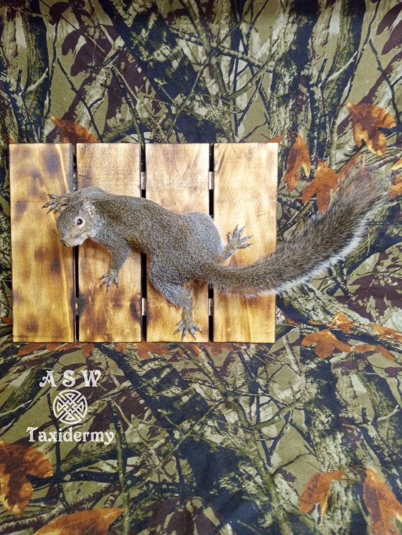 Eastern Grey Squirrel Taxidermy Mount - Etsy